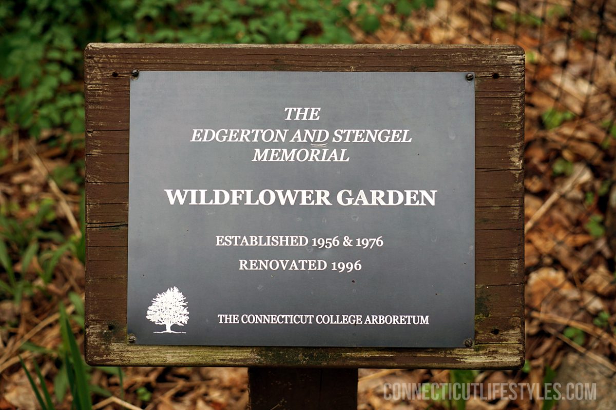 A Day Trip to the Connecticut College Arboretum