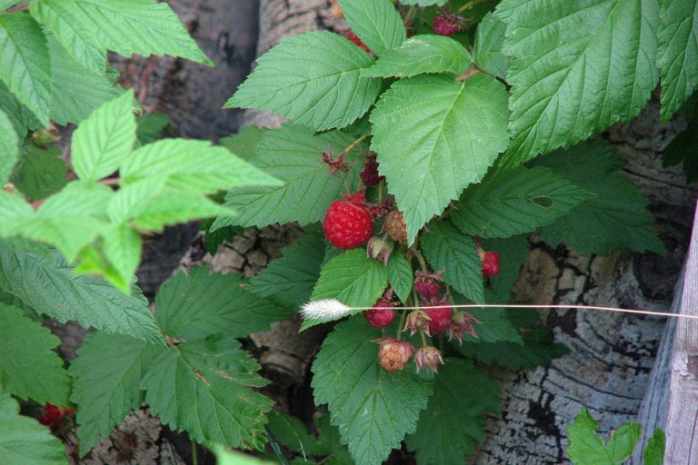 Where to Find Wild Raspberries in Connecticut - ConnecticutLifestyles.com